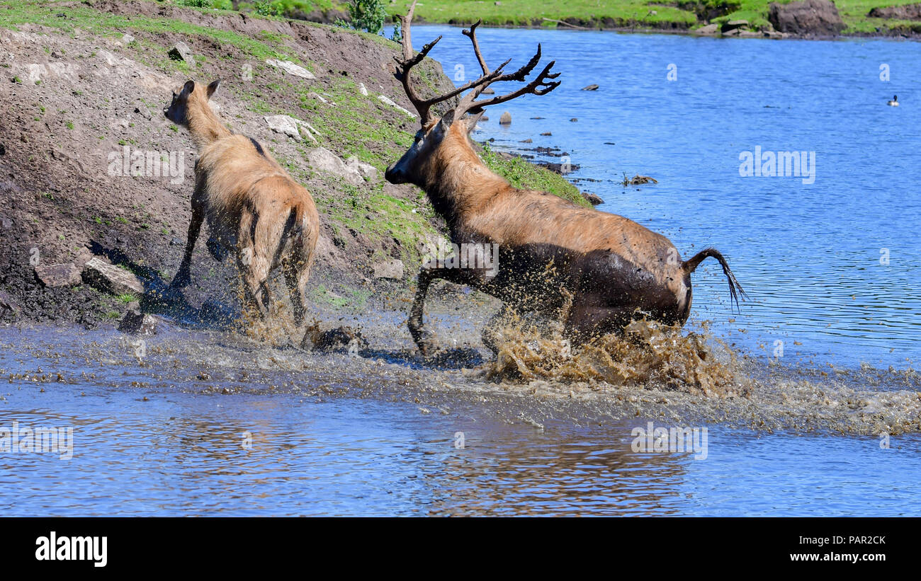 Male Père David’s deer chasing a female through blue water Stock Photo ...