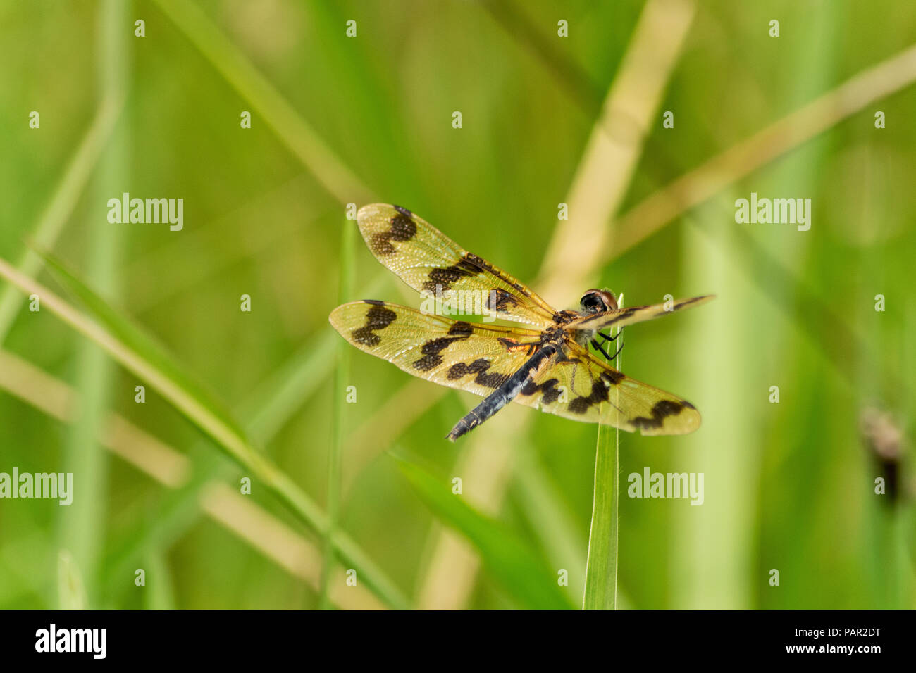 Flutterer hi-res stock photography and images - Alamy