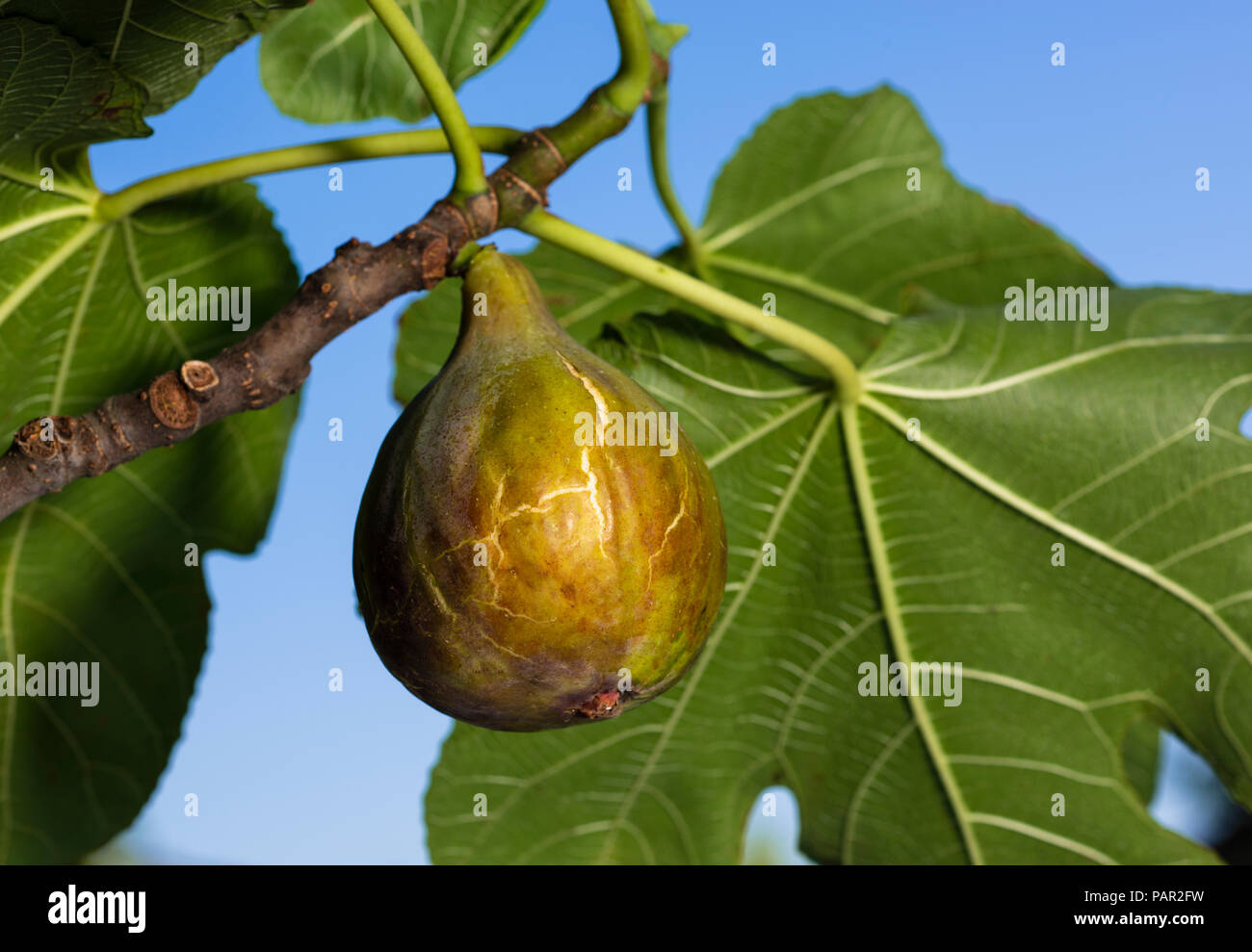 Fresh fig leaves hi-res stock photography and images - Alamy