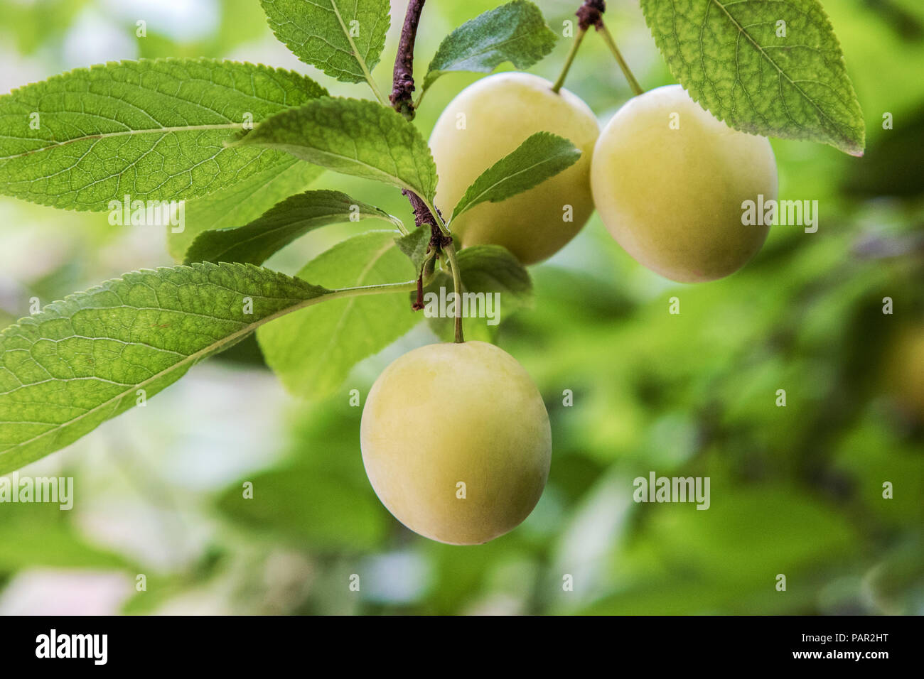 image of sweet yellow plum ripens on a tree in the garden Stock Photo ...