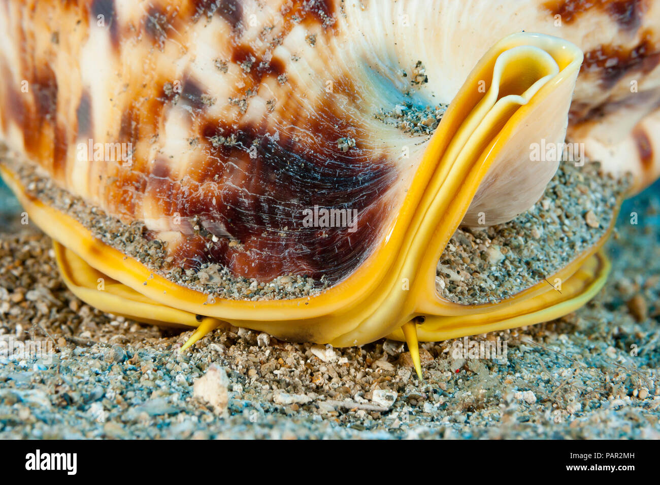 The eyes and antennae of this horned helmet shell, Cassis cornuta, are ...