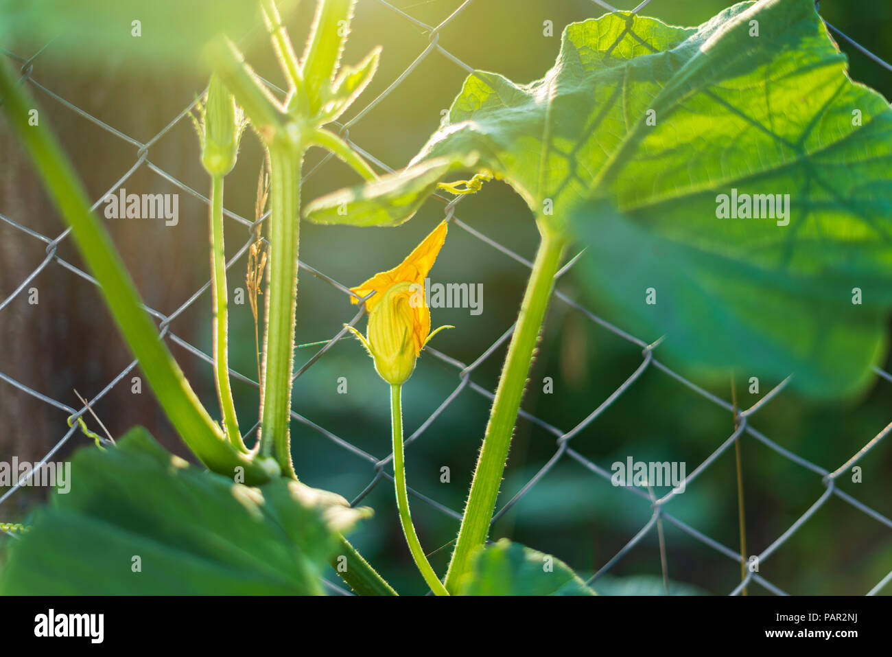(field) (pumpkin) (plant) (summer) hi-res stock photography and images ...