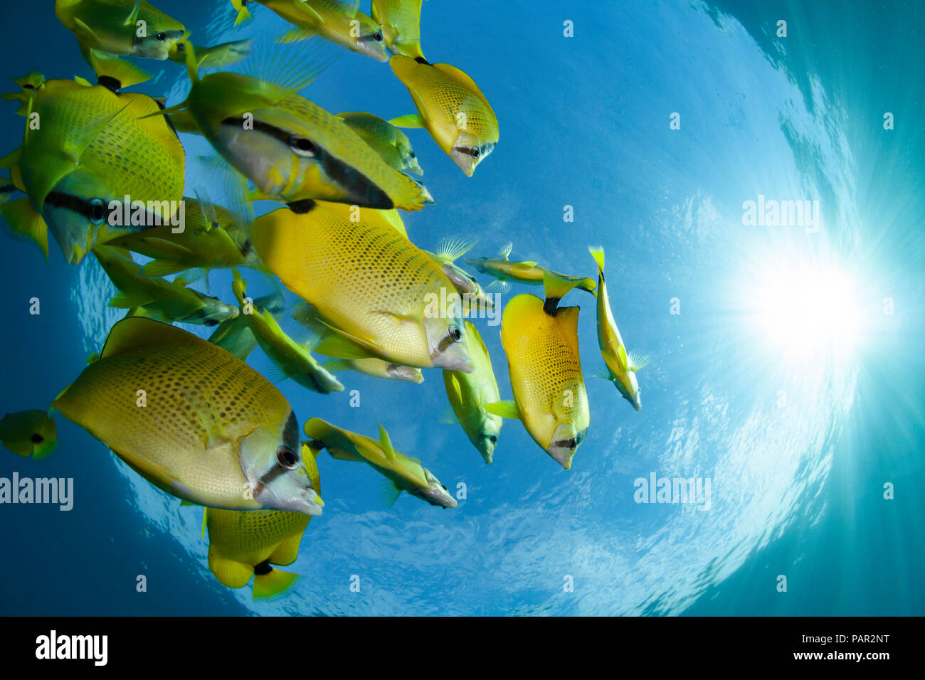 Schooling milletseed butterflyfish, Chaetodon miliaris, endemic. Hawaii ...