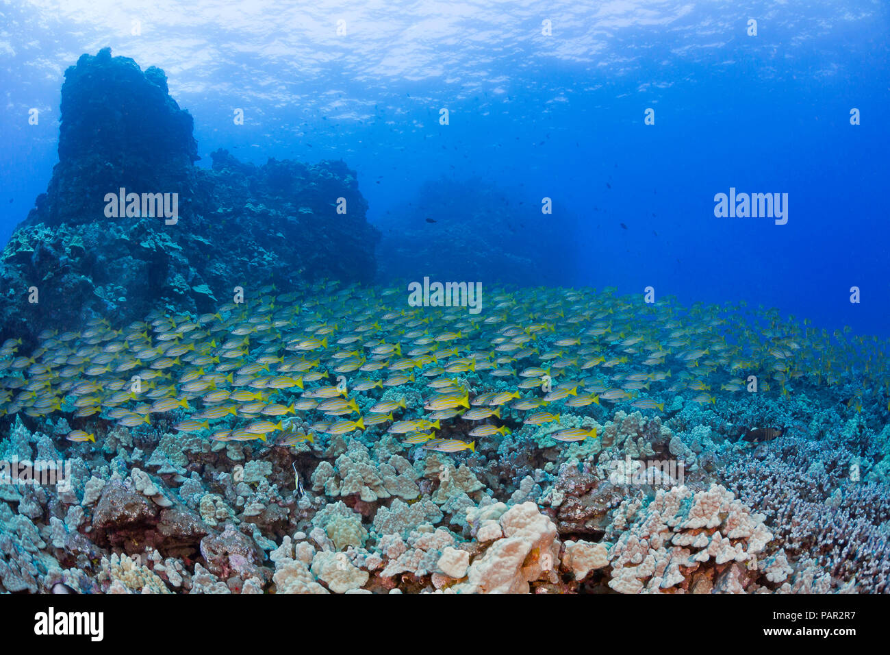 A large school of bluestripe snapper, Lutjanus kasmira. This species ...