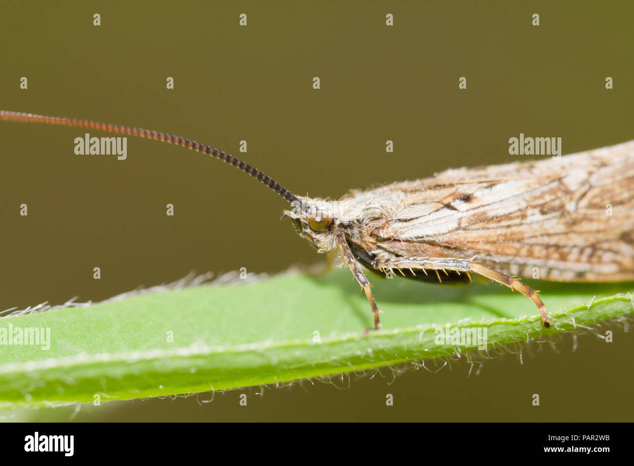 Giant casemaker caddisfly hi-res stock photography and images - Alamy