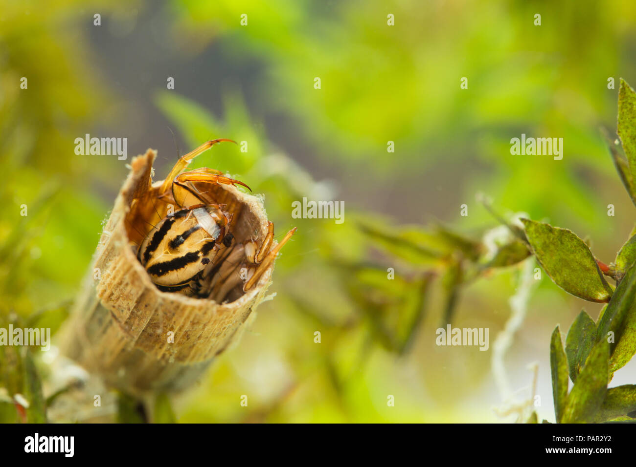 Giant casemaker caddisflie Stock Photo - Alamy