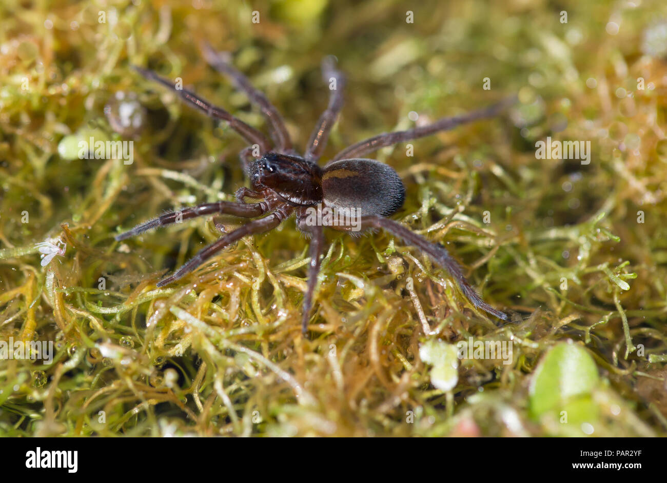 Large otter spider Stock Photo - Alamy
