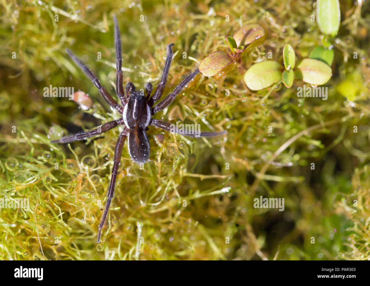 Large otter spider Stock Photo - Alamy