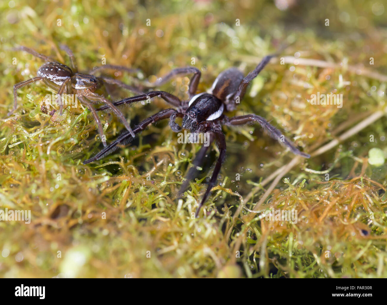 Large otter spider Stock Photo - Alamy