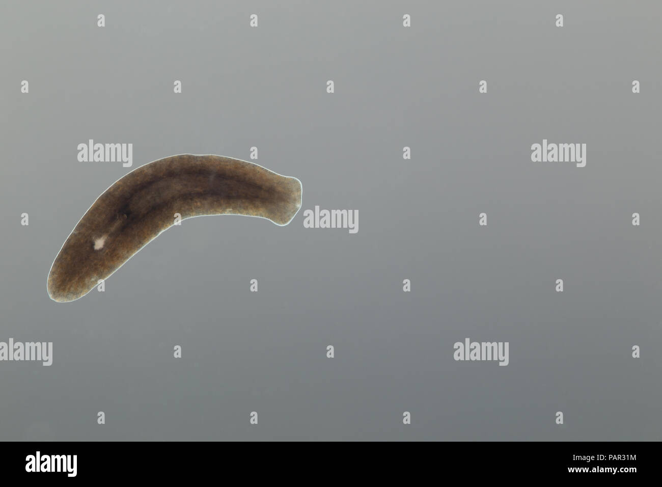 Planarian Flatworm Stock Photos & Planarian Flatworm Stock Images - Alamy