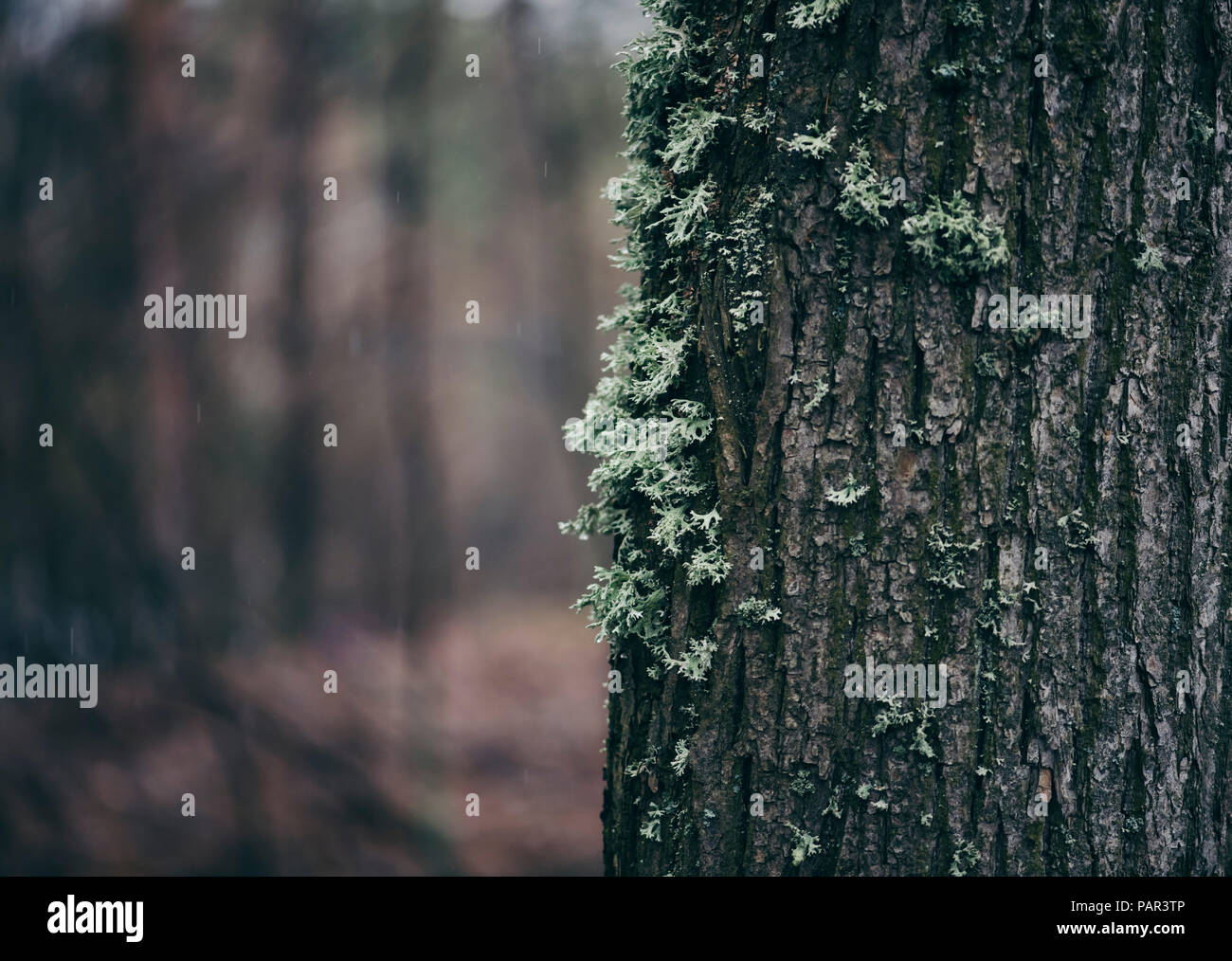Wet trees hi-res stock photography and images - Alamy