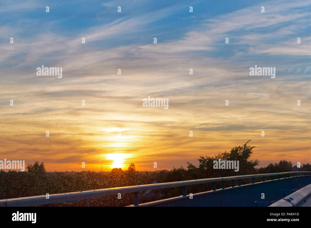 a flock of gnats in the rays of the setting sun, the sunset on the ...