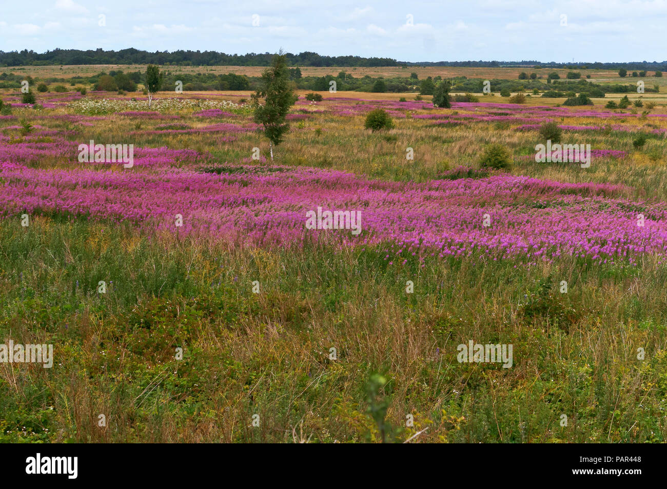 flowers of Ivan-tea, medicinal plant Ivan-tea rose inflorescence Stock ...