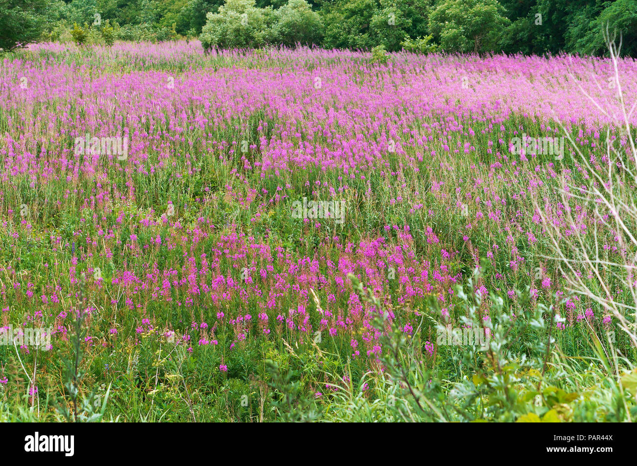 flowers of Ivan-tea, medicinal plant Ivan-tea rose inflorescence Stock ...