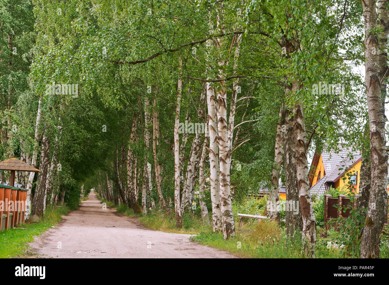 Beautiful scene in birch hi-res stock photography and images - Alamy