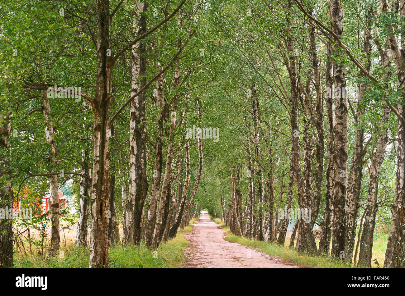 Birch alley hi-res stock photography and images - Alamy