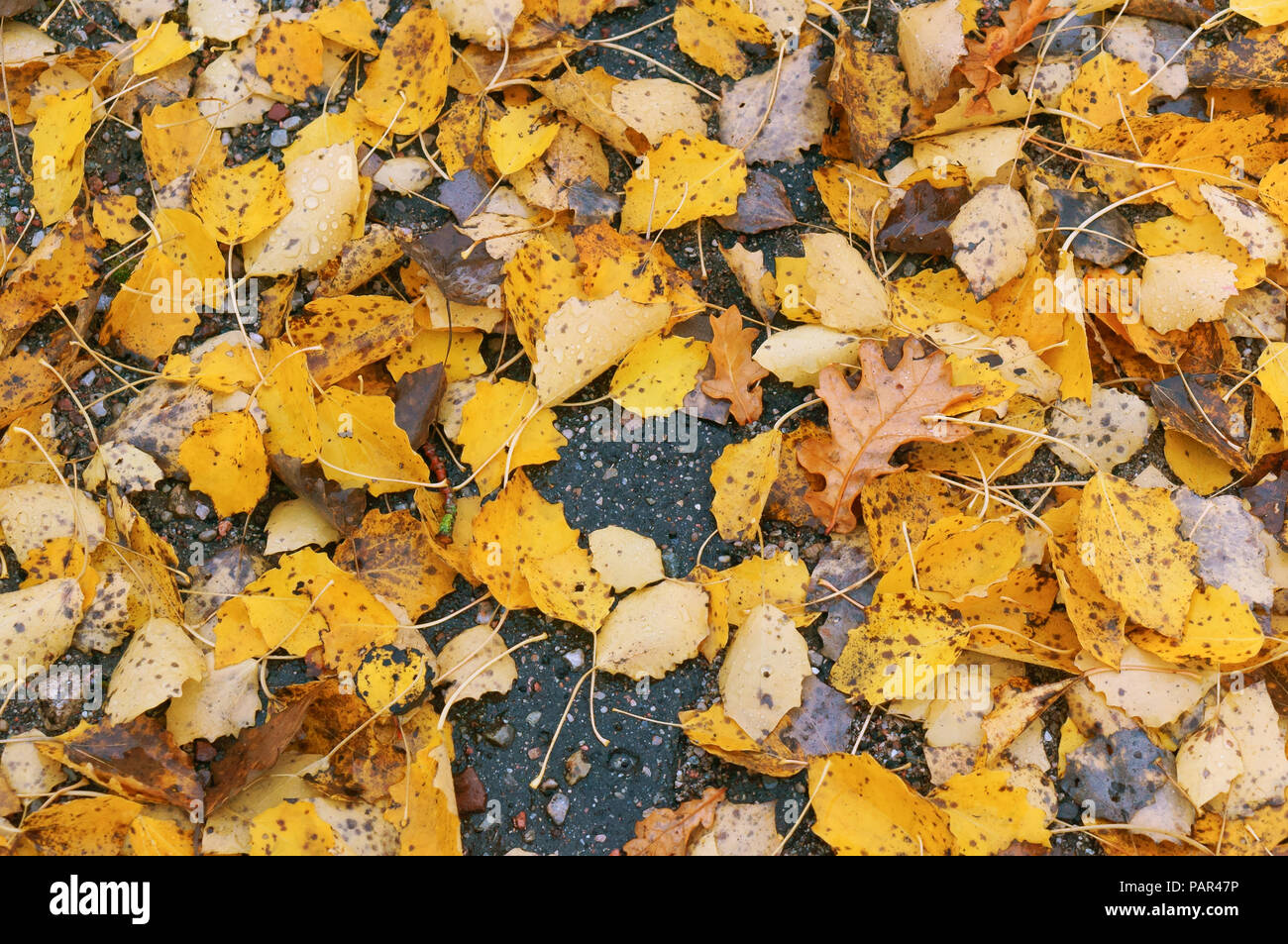 Round leaves hi-res stock photography and images - Alamy