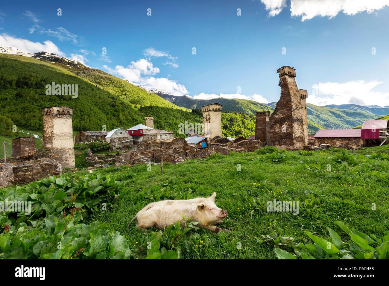 Georgia, Svaneti, Samegrelo-Zemo Svaneti, Ushguli, pig lying in meadow ...