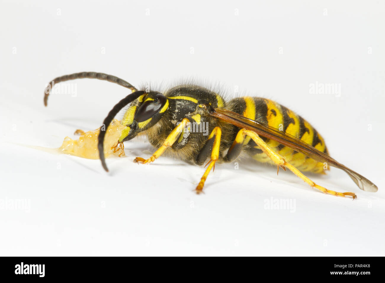 Saxonica hi-res stock photography and images - Alamy