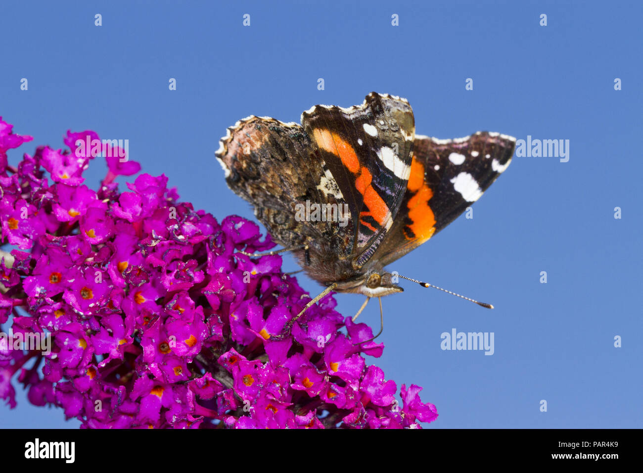 Buddleia ‘royal red butterfly hi-res stock photography and images - Alamy