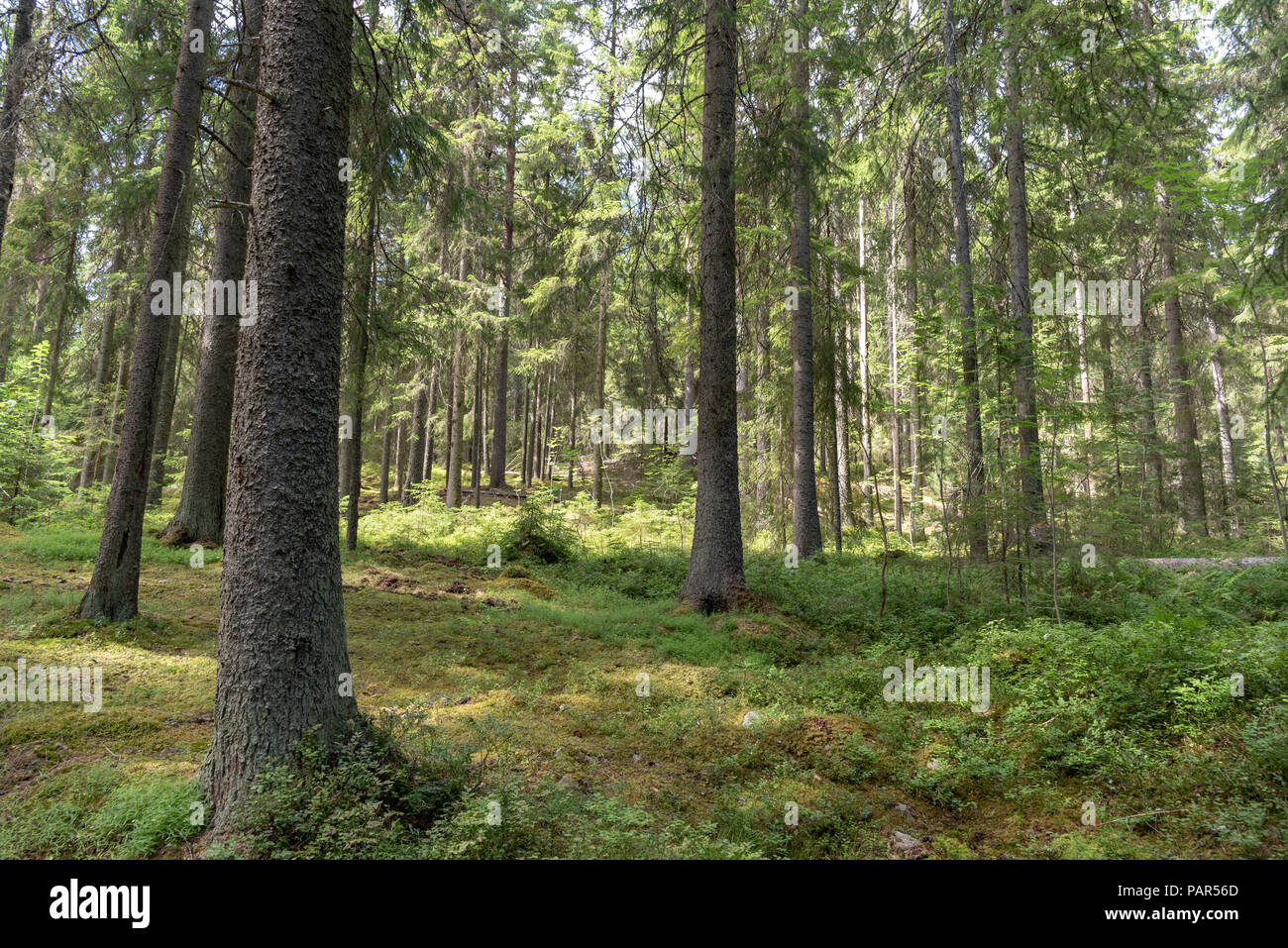 In the Swedish forest Stock Photo - Alamy