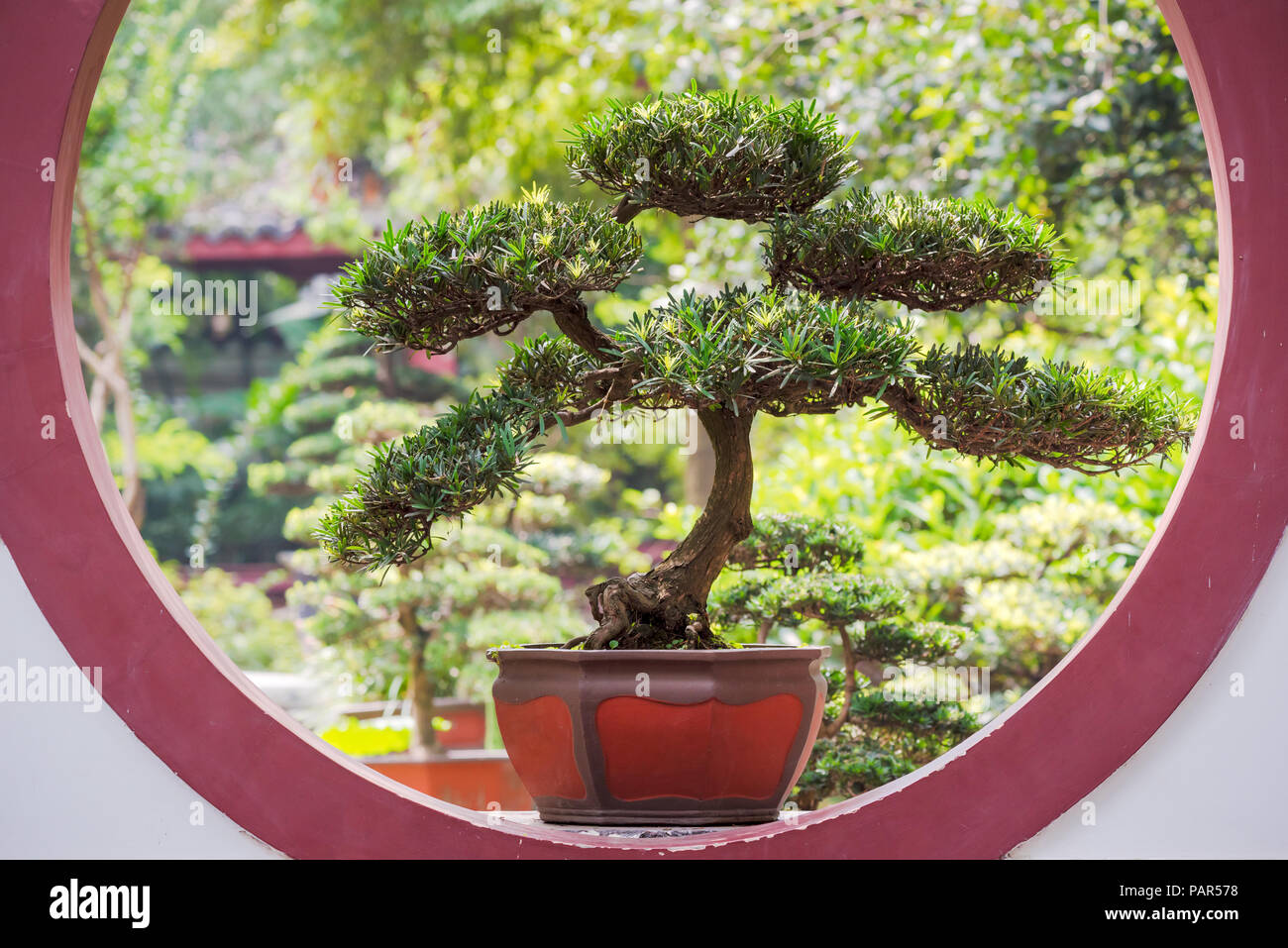 Bonsai tree in a pot on a circular chinese traditional window in ...