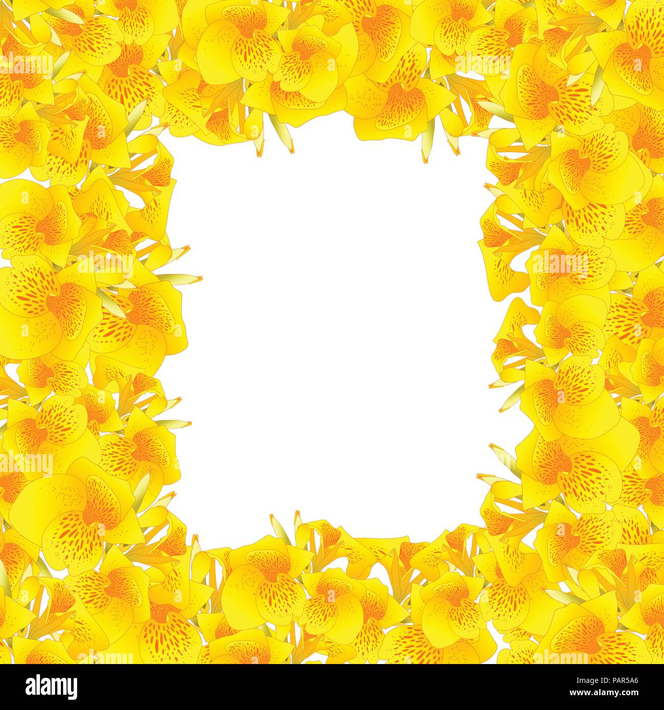 Yellow Canna indica - Canna lily, Indian Shot Border. Vector ...