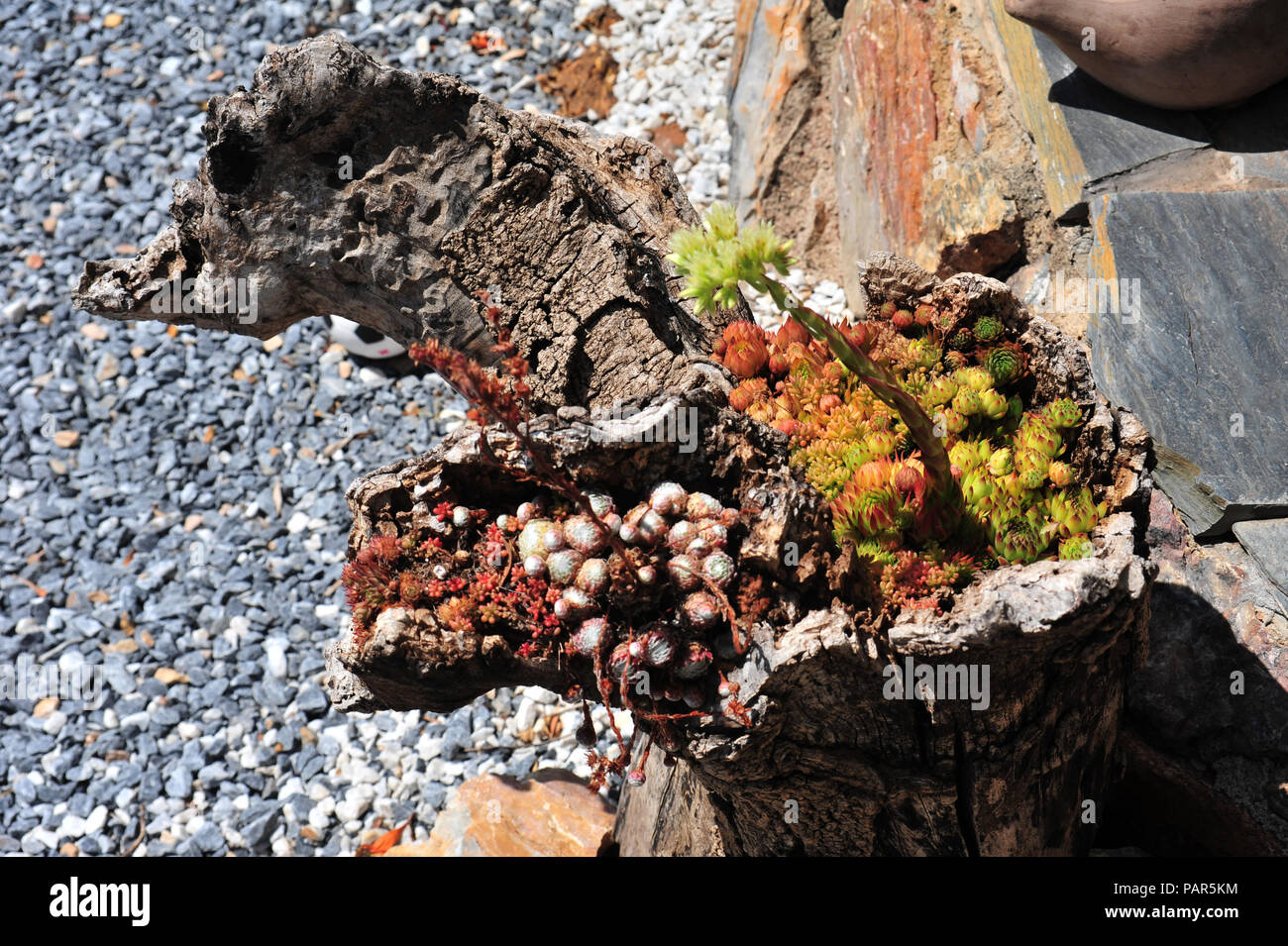 Tightly packed rock plants in tree root hi-res stock photography and ...