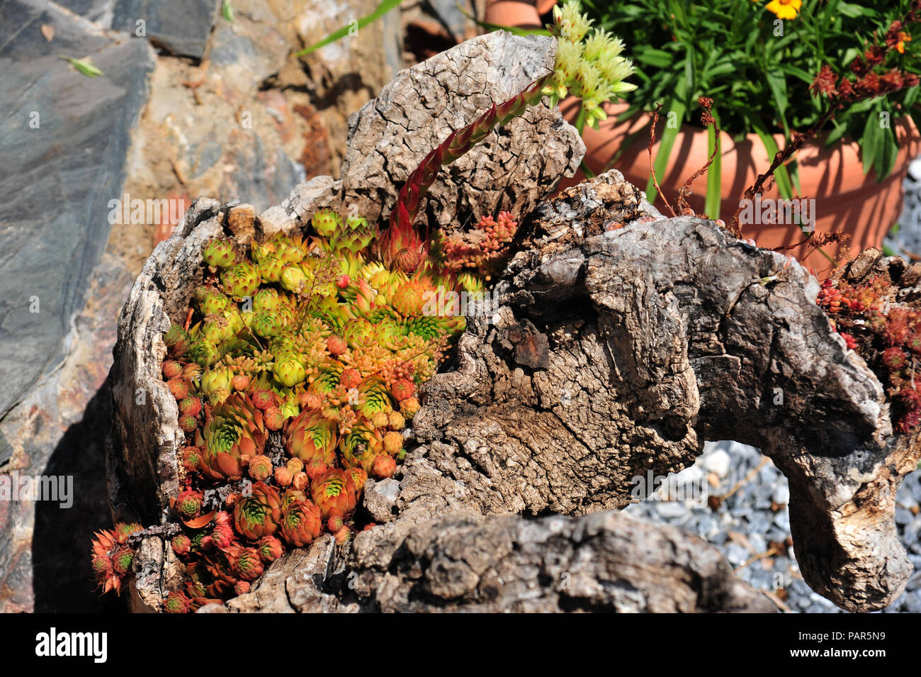 Tightly packed rock plants in tree root hi-res stock photography and ...