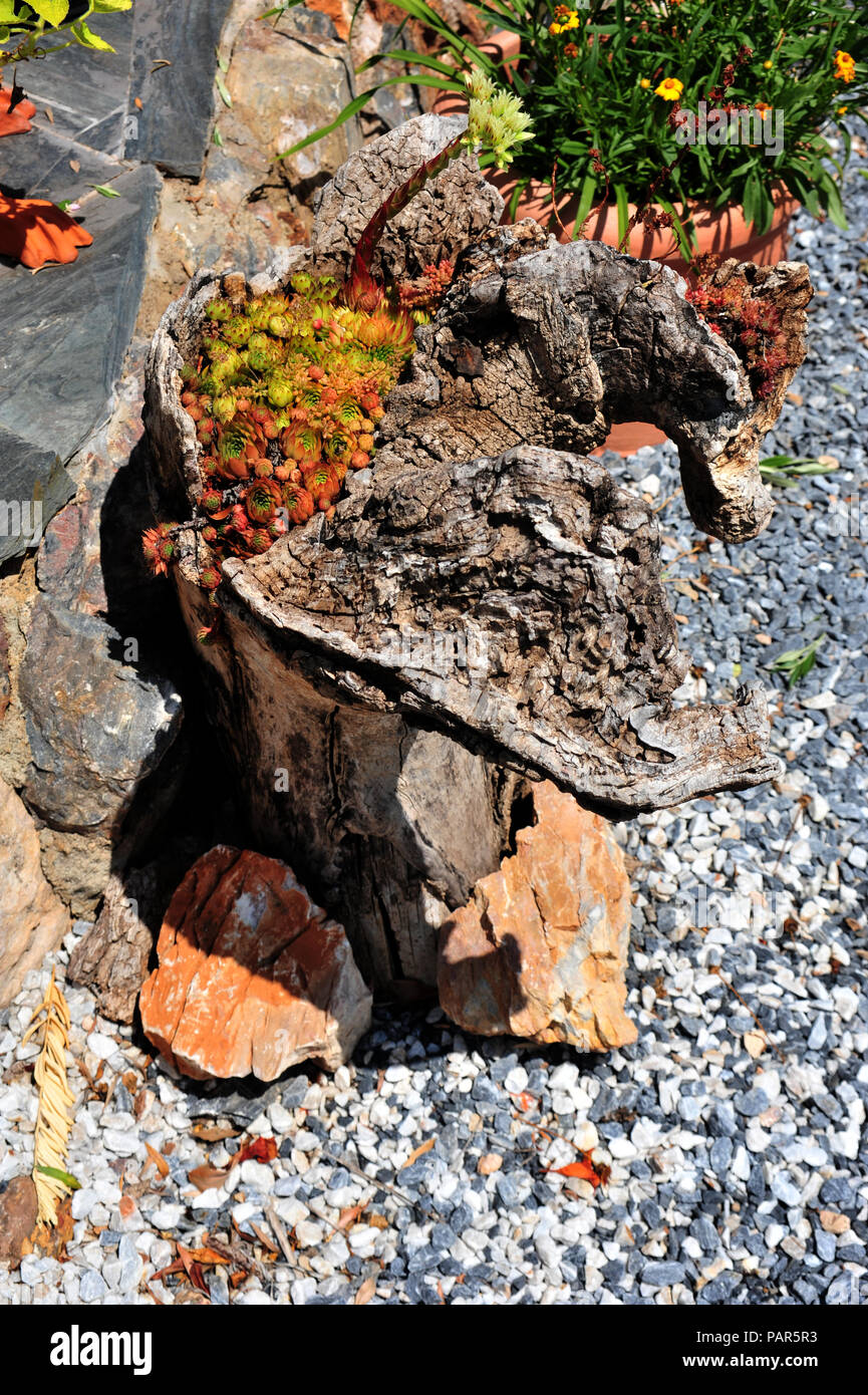 Tightly packed rock plants in tree root hi-res stock photography and ...