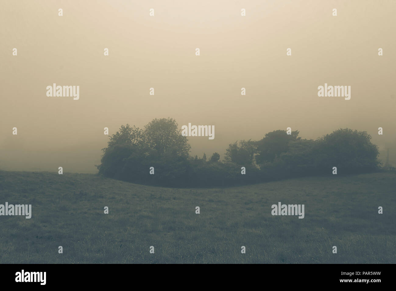 Misty field with trees on Wiltshire countryside at the summer morning ...