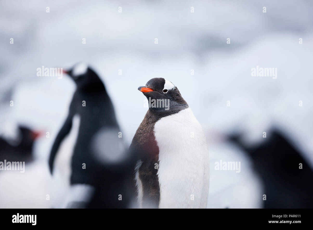 Antarctic birds hi-res stock photography and images - Alamy