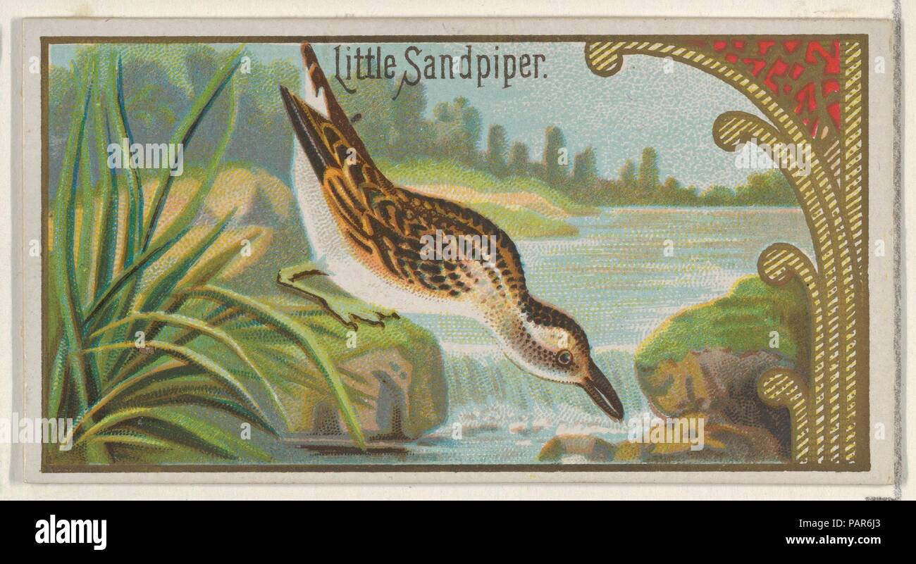 Little Sandpiper, from the Game Birds series (N13) for Allen & Ginter ...