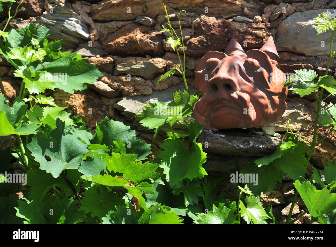 Terracotta Gargoyle face mounted on an ivy covered wall in a wonderful ...