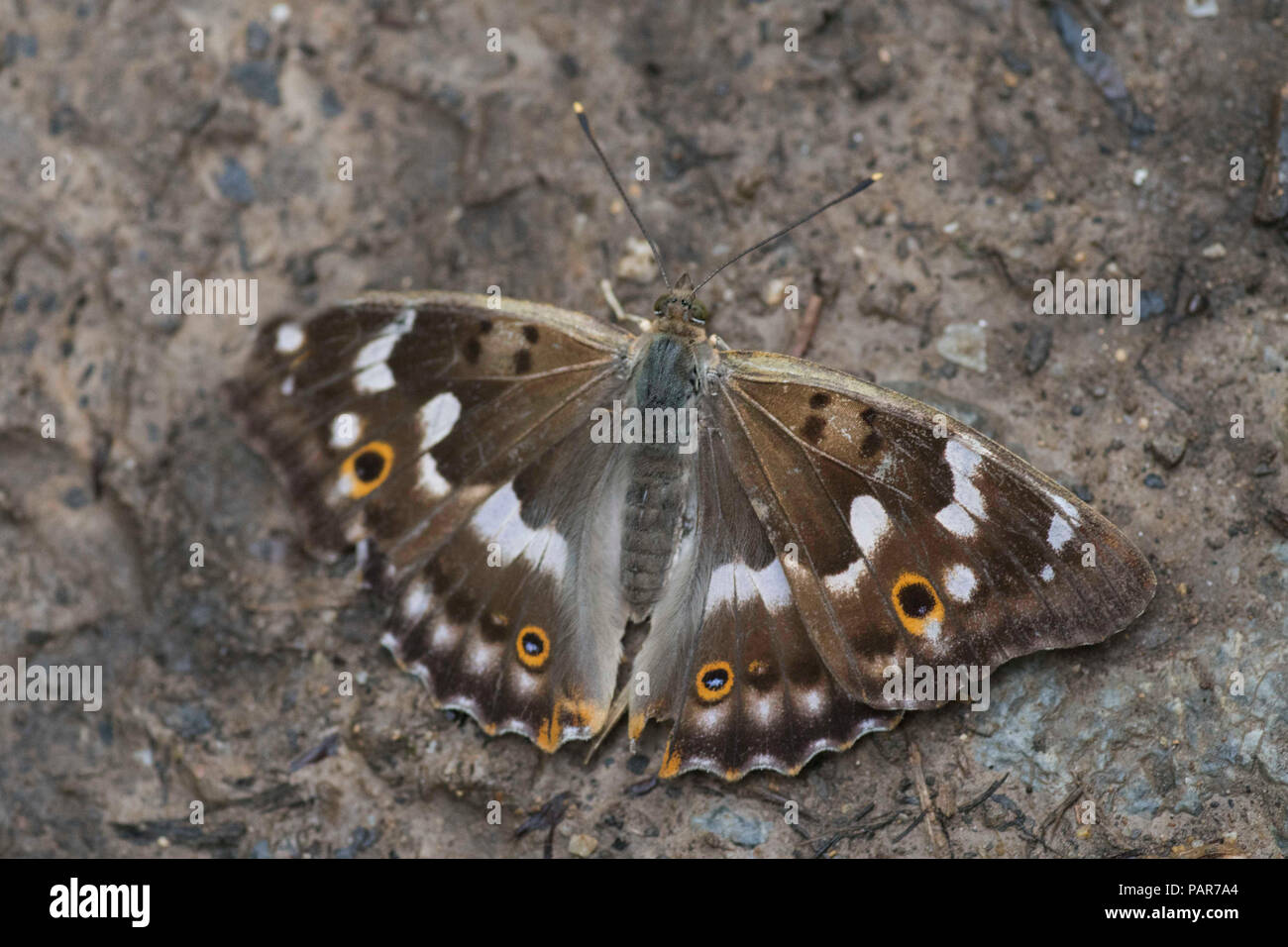 Lesser Purple Emperor Stock Photo - Alamy