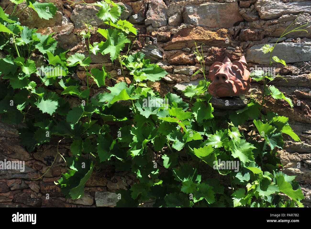 Gargoyle ivy hi-res stock photography and images - Alamy
