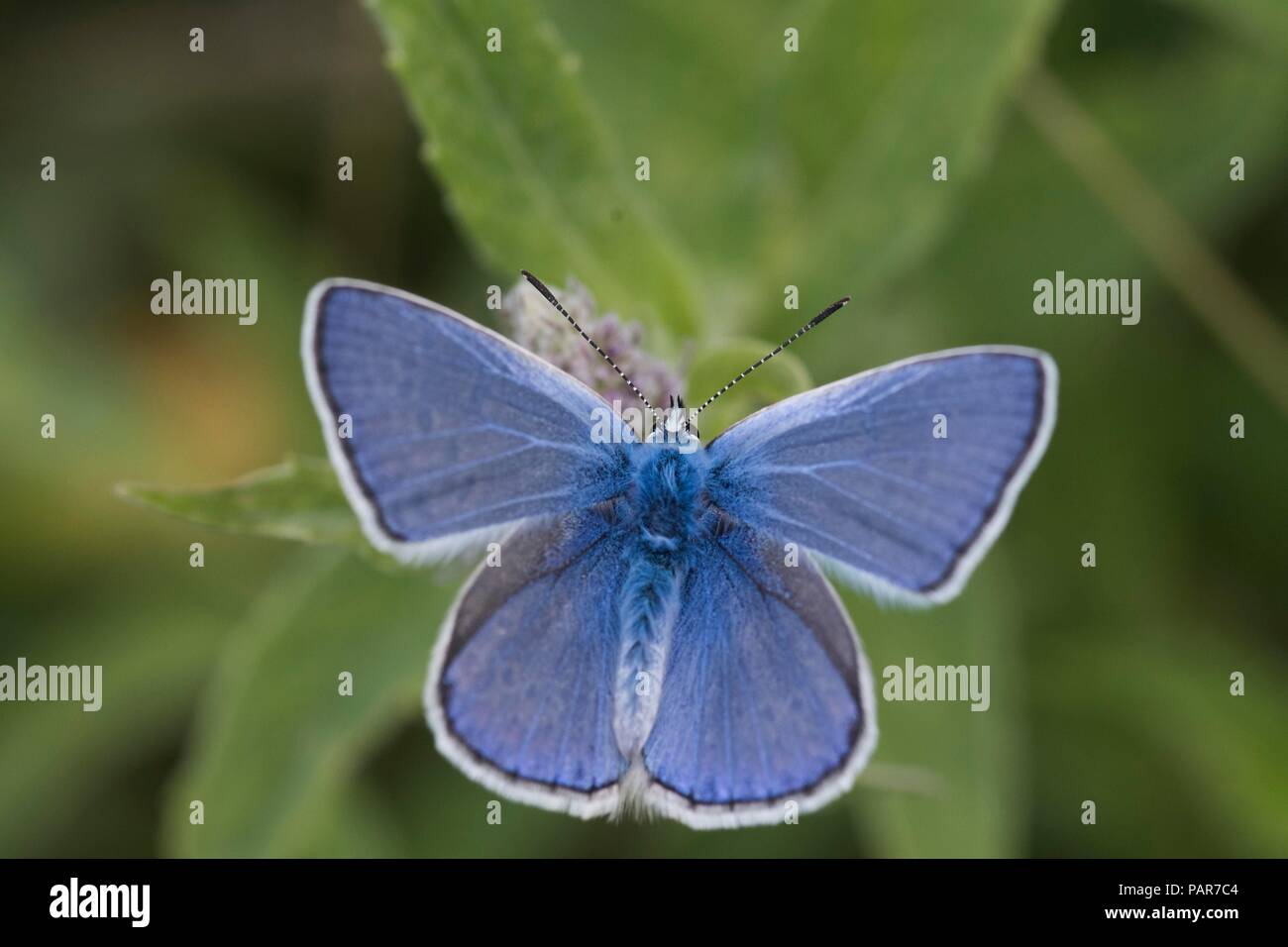 Osiris blue hi-res stock photography and images - Alamy