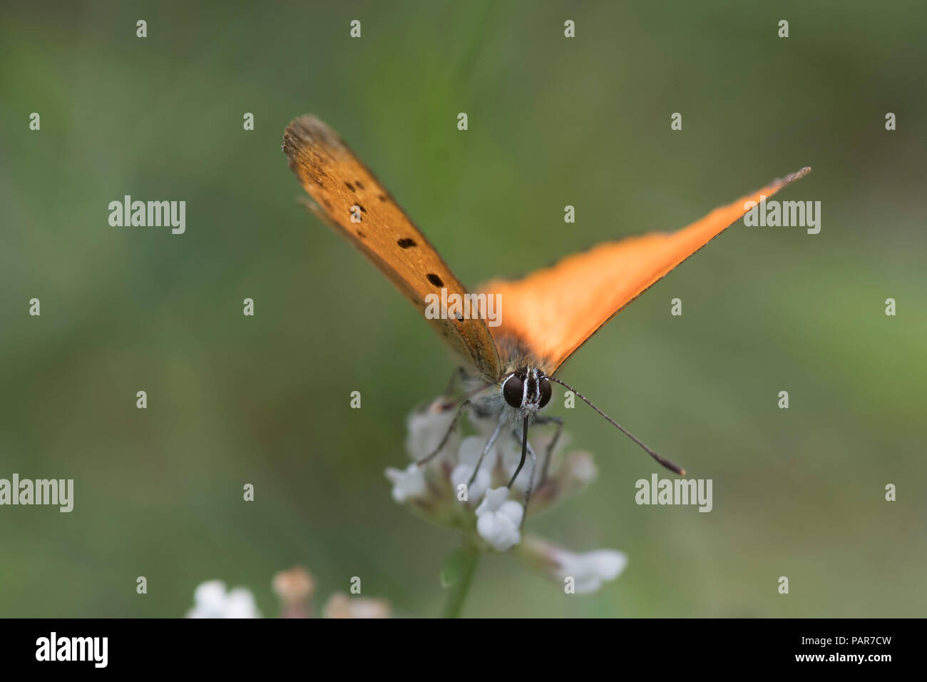 Scarce copper feeding hi-res stock photography and images - Alamy