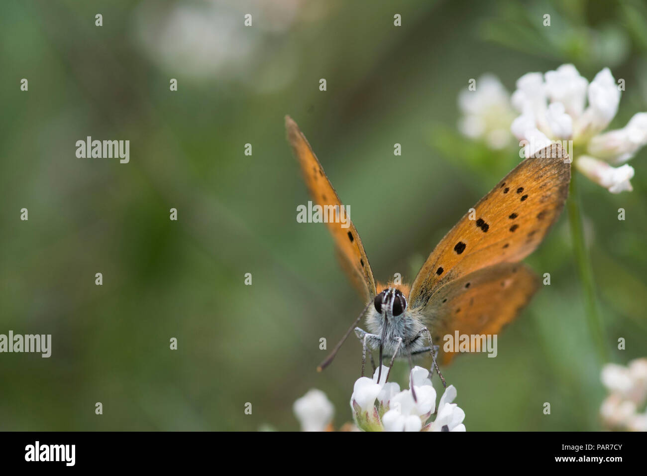 Scarce copper feeding hi-res stock photography and images - Alamy