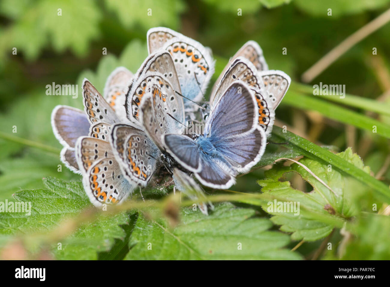 Silver underwing hi-res stock photography and images - Alamy