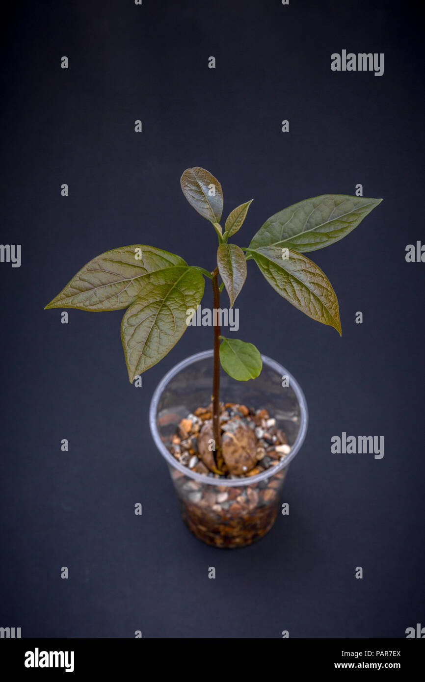 Grown from pip hi-res stock photography and images - Alamy