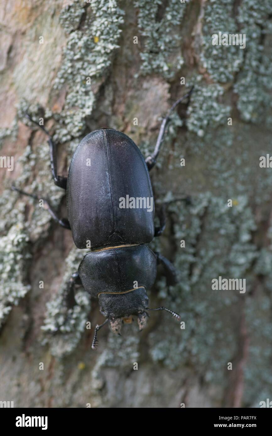 Stag beetle female Stock Photo - Alamy