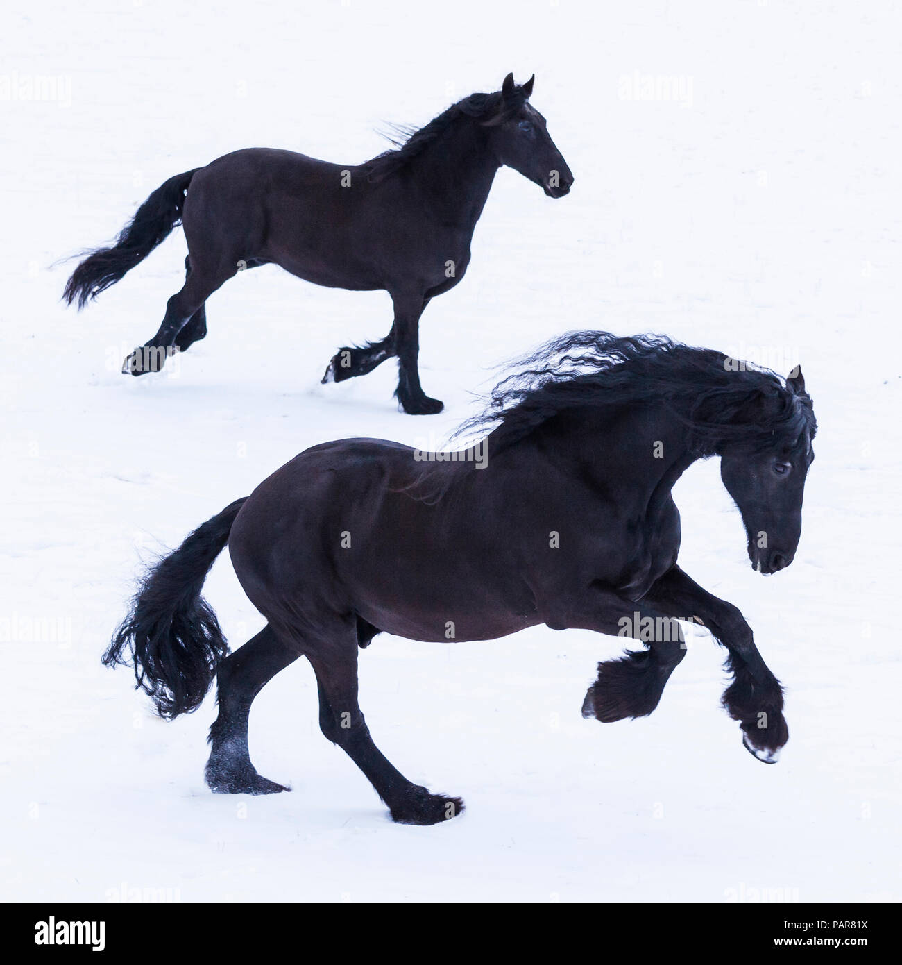 Friesian horse snow winter hi-res stock photography and images - Alamy