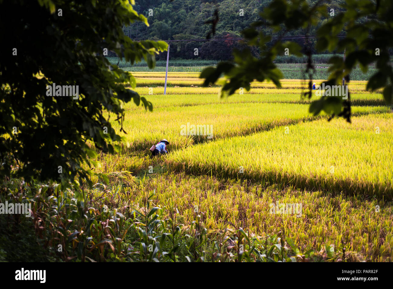 Asian rice farmer hi-res stock photography and images - Alamy