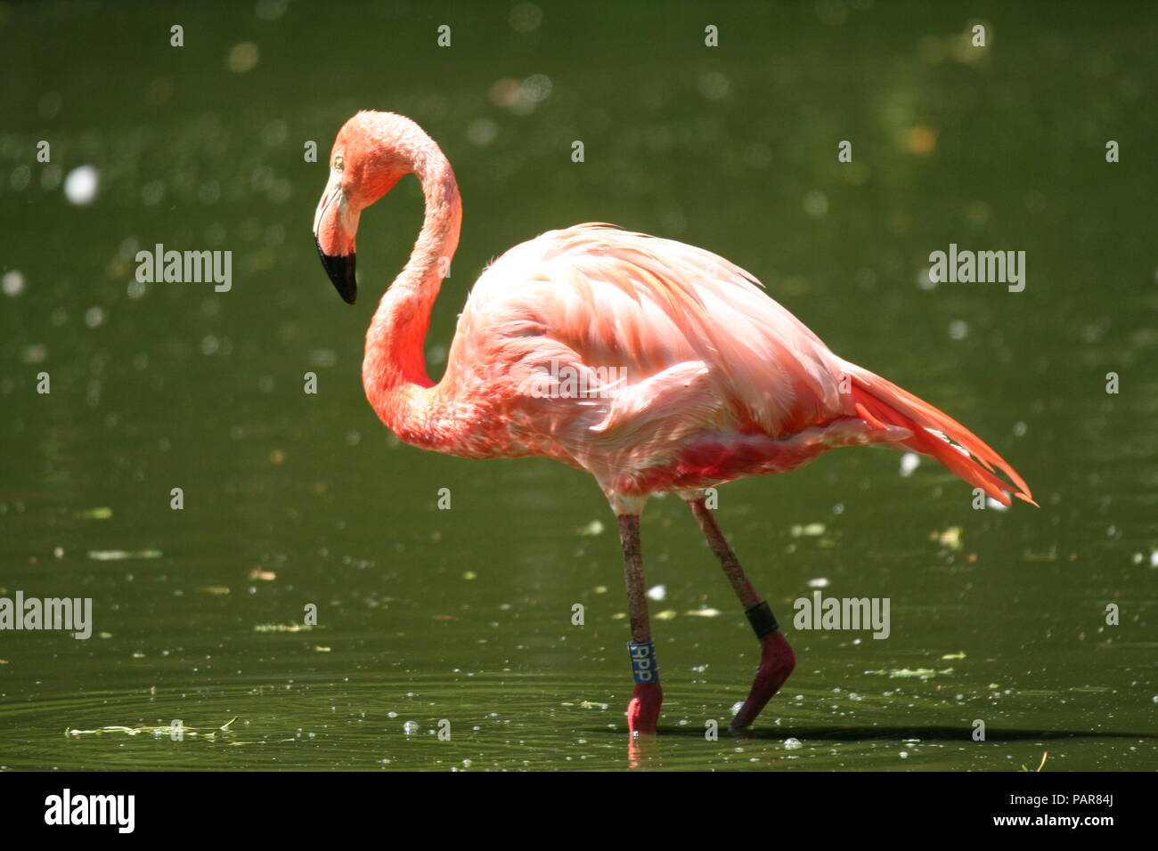 Flamingo relaxing on warm summer day at Chester zoo Stock Photo - Alamy