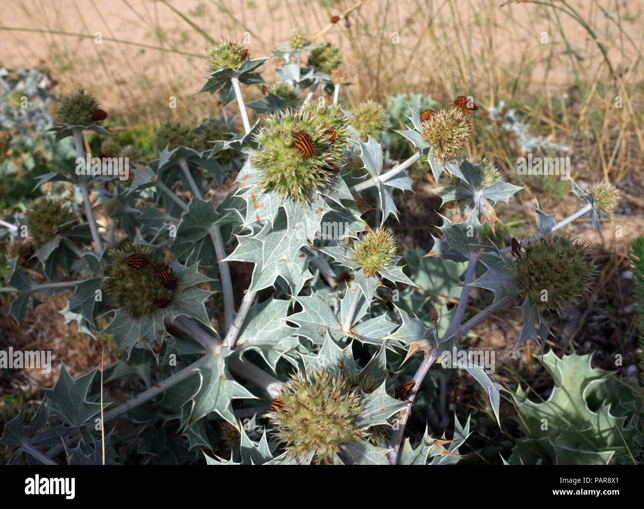 Palau, Sardinia. Eryngium Maritimum with insect in the Costa Serena ...