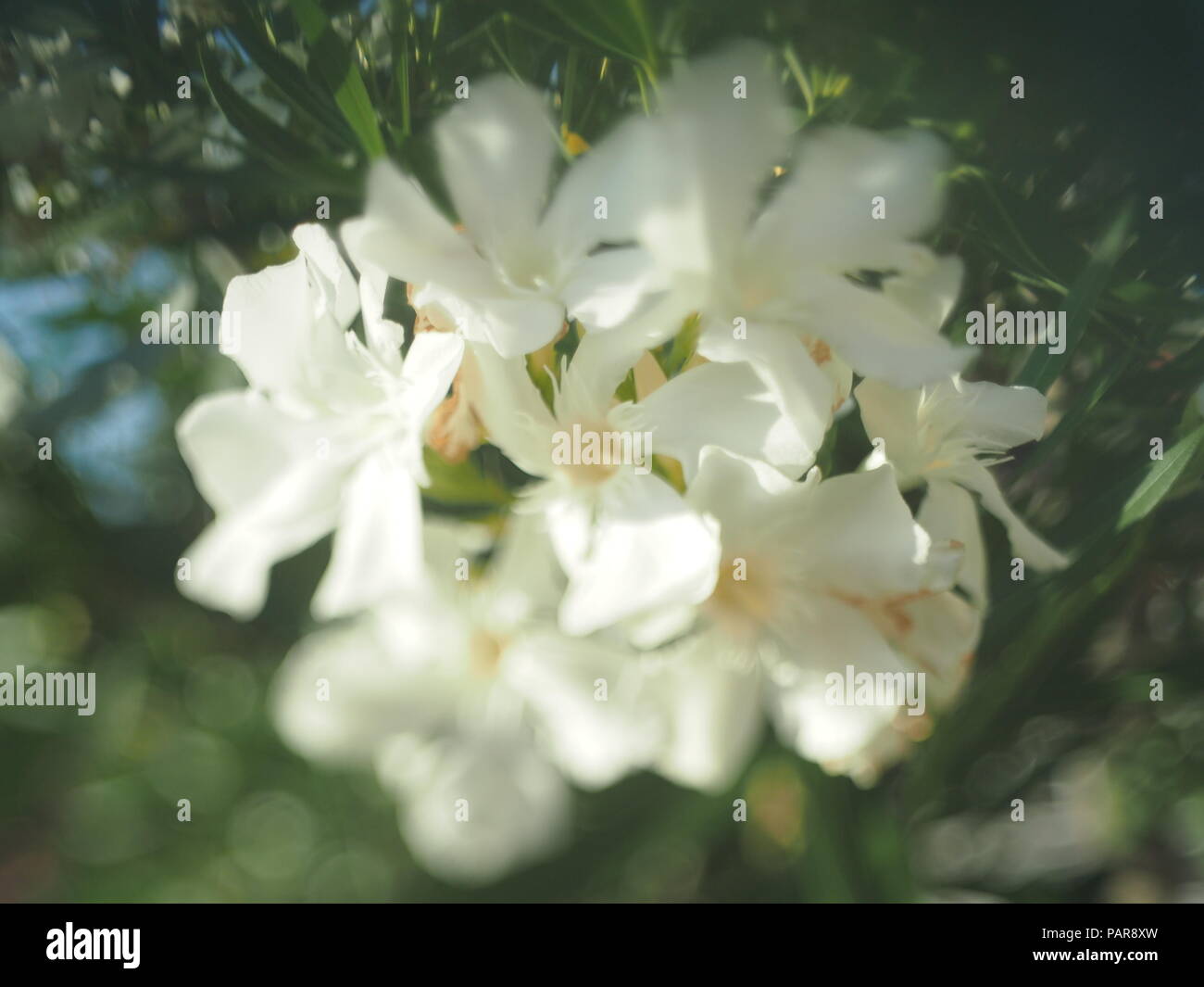 White oleander flower hi-res stock photography and images - Alamy