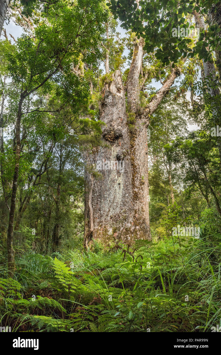 Te Matua Ngahere, father of the forest, very old and big Agathis ...