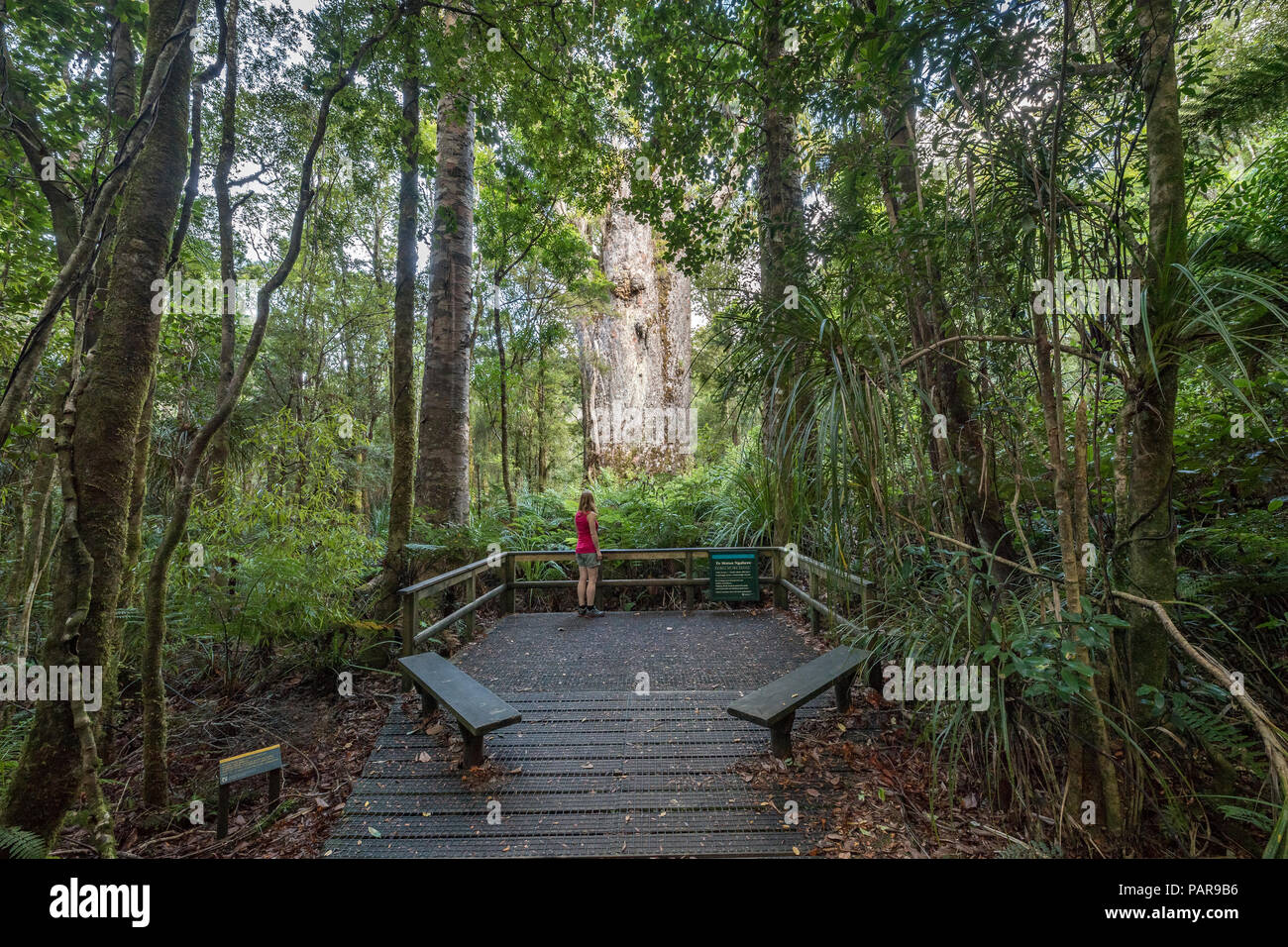 Forest Observation Deck