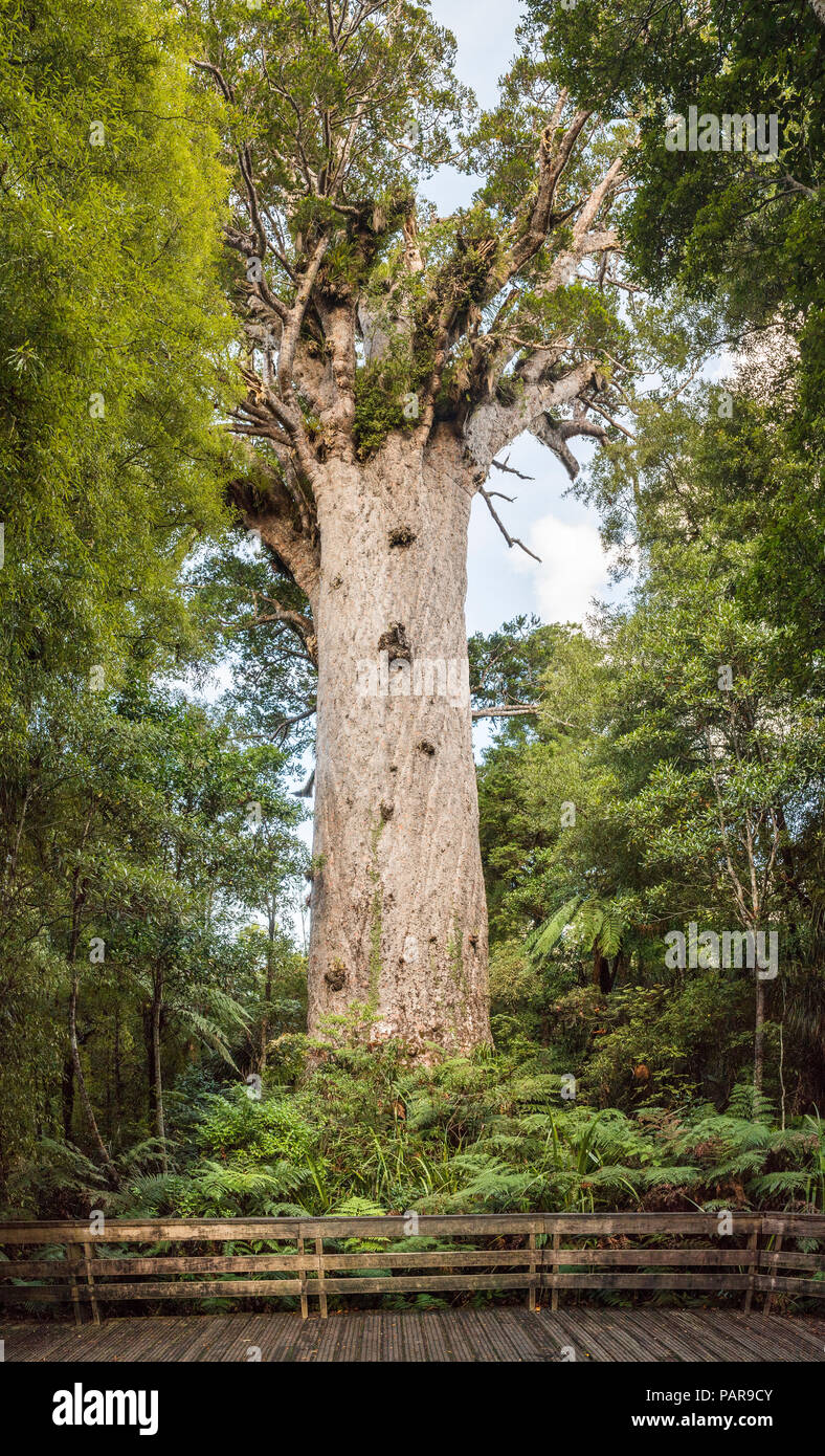 Tane mahuta hi-res stock photography and images - Alamy